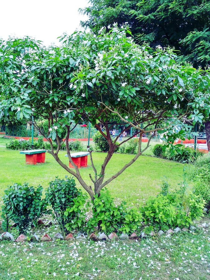 Happy trees in spring stock image. Image of trees, spring - 152596741