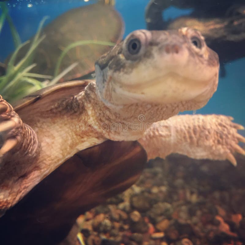 2,658 Happy Turtle Photos - Free & Royalty-Free Stock Photos from ...