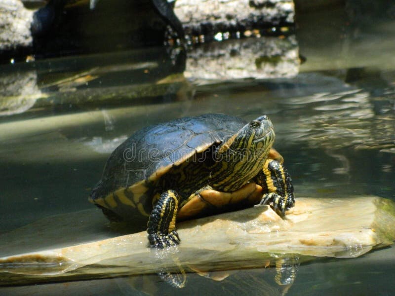 Happy sea turtle reef stock image. Image of marine, close - 10460593