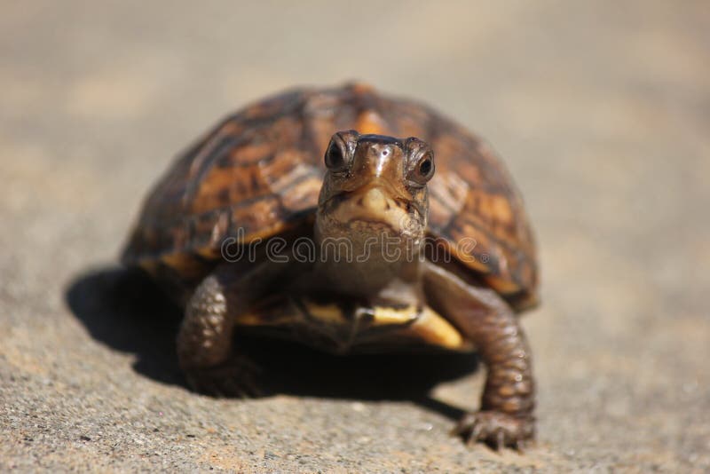 Happy sea turtle reef stock image. Image of marine, close - 10460593