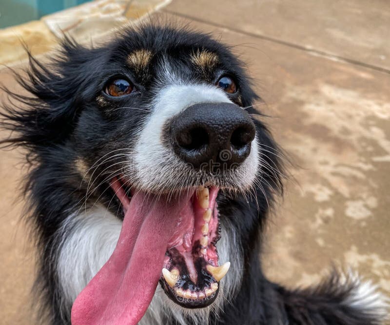 Happy stock photo. Image of teeth, tail, tongue, collie - 244692084