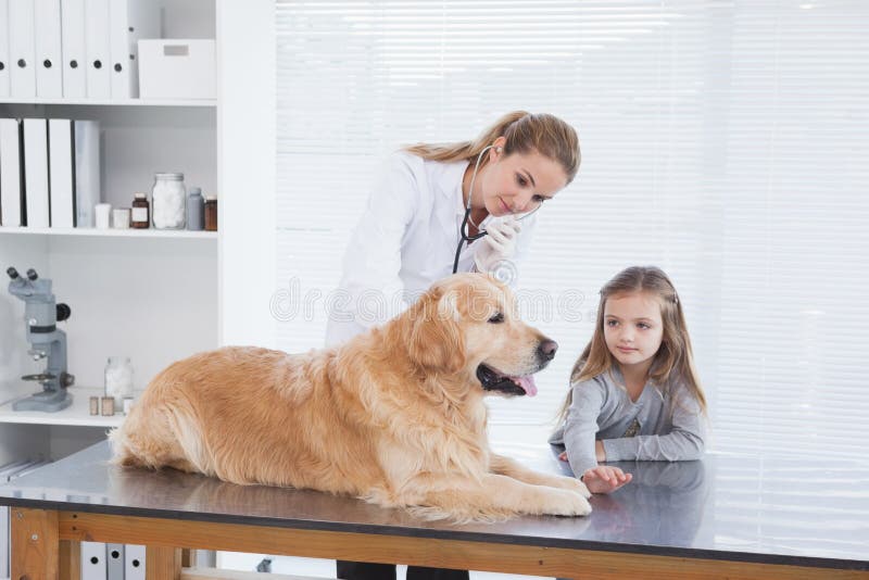 Happy Vet Checking a Labrador Stock Image - Image of coat, medical ...