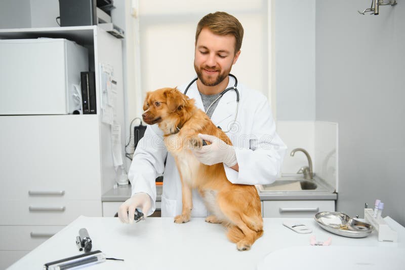 Happy Veterinarians Examining Dog in Clinic Stock Image - Image of ...