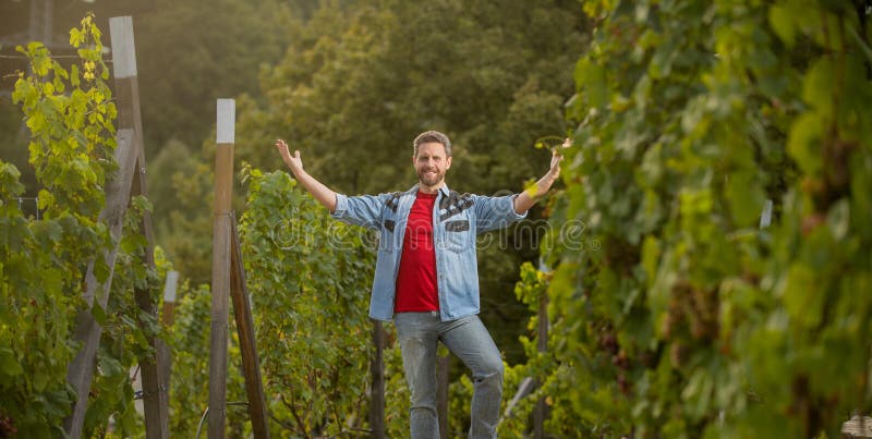 Happy Vineyard Owner Presenting His Winery with Grape Harvest ...