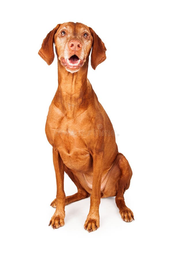Happy Vizsla Dog Sitting stock image. Image of sitting - 43021137