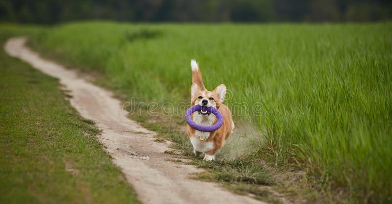 Happy Welsh Corgi Pembroke Dog Playing with Puller in the Spring Field ...