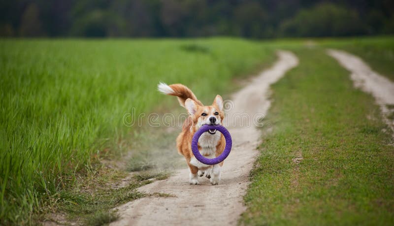Happy Welsh Corgi Pembroke Dog Playing with Puller in the Spring Field ...