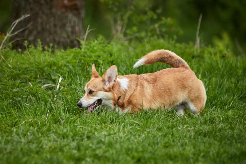 Happy Welsh Corgi Pembroke Dog Playing with Puller in the Spring Park ...