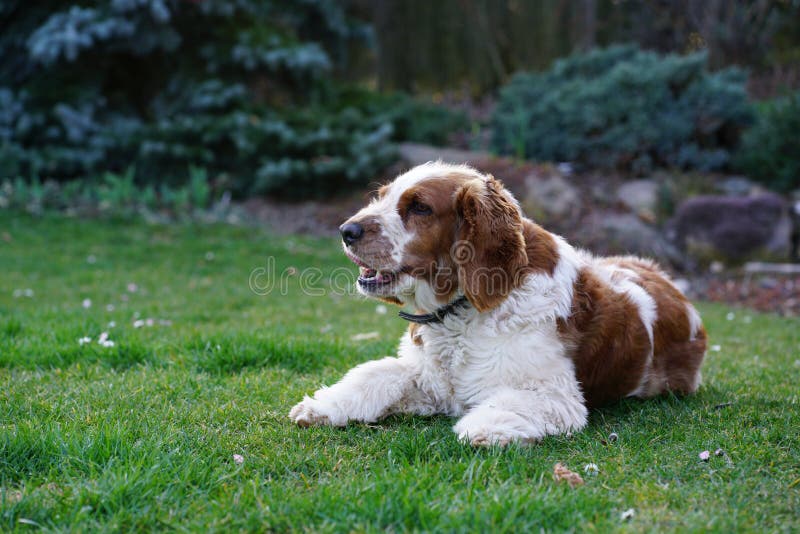 Happy Welsh Springer Spaniel on Sunny Day Stock Photo - Image of forest ...
