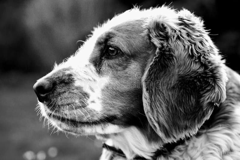 Happy Welsh Springer Spaniel on Sunny Day Stock Photo - Image of ...