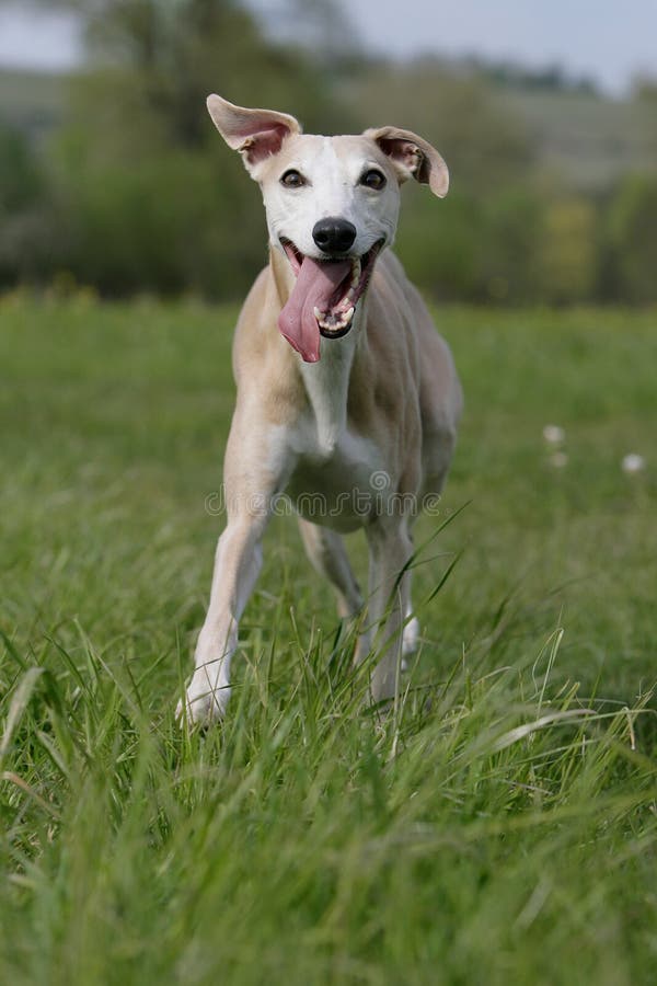 Happy whippet stock image. Image of beige, haired, look - 15917885