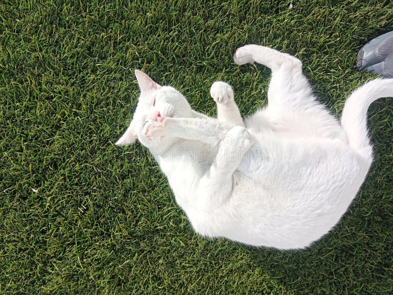 A Happy White Cat Playing on the Grass Stock Photo - Image of grass ...
