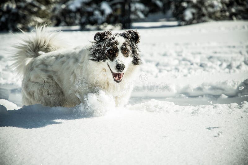 Happy White Dog in Big Snow in Winter Stock Photo - Image of doggy ...