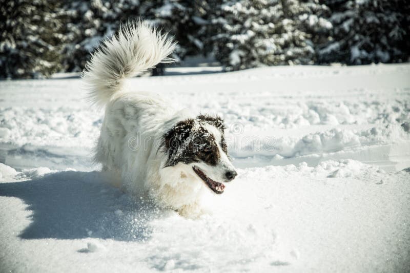 Happy White Dog in Big Snow in Winter Stock Image - Image of look ...