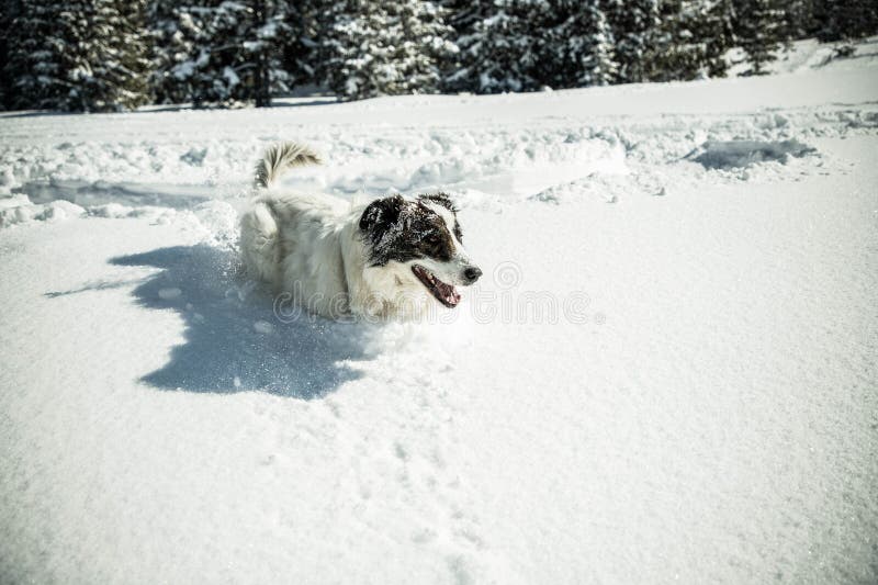Happy White Dog in Big Snow in Winter Stock Image - Image of mammal ...