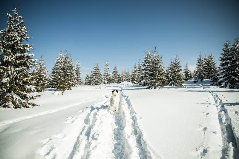 Happy White Dog in Big Snow in Winter Stock Image - Image of animal ...