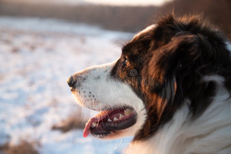Happy White Dog Enjoying Winter Snow Outdoors Stock Photo - Image of ...