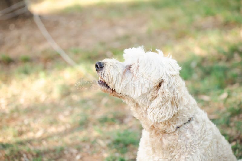 Happy White Golden Doodle Dog Side Profile View Stock Image - Image of ...