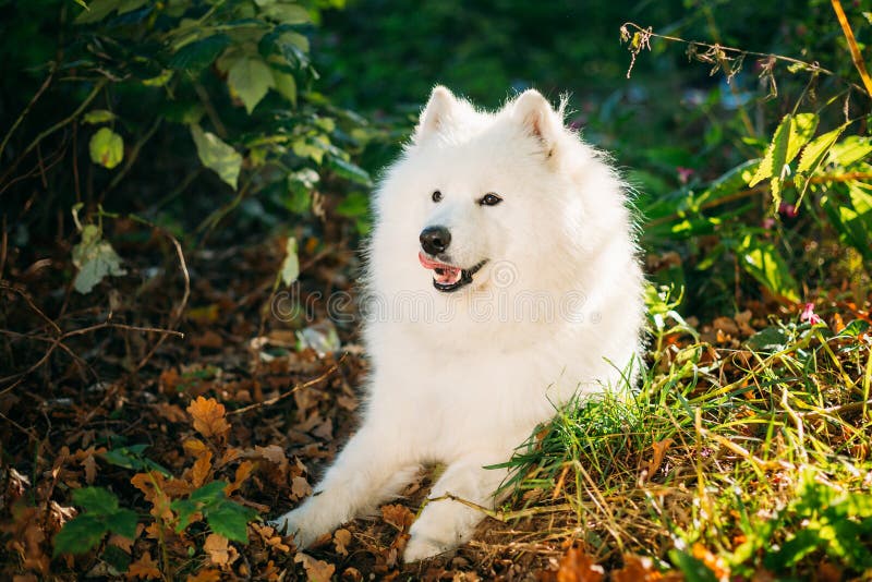 White Samoyed Sitting in Park Stock Image - Image of fluffy, white ...