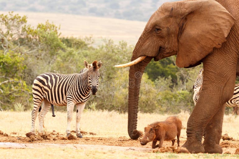 The happy wild animals stock photo. Image of african - 80501340
