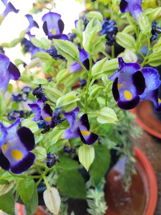 Happy Wishbone Blue Flowers Stock Photo - Image of blue, garden: 275114214