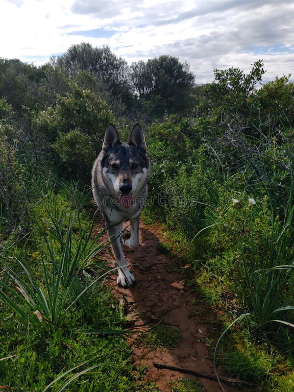 Happy Wolf Dog Walking in the Nature Stock Image - Image of wolf ...