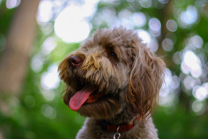 What Breed Is A Woodle