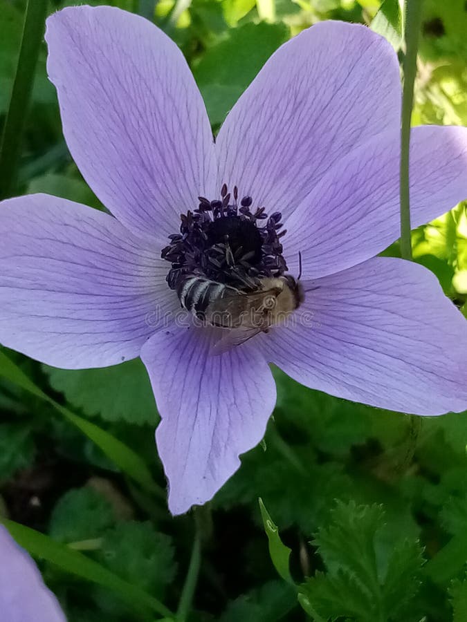 Happy worker bee stock image. Image of worker, flower - 267140403