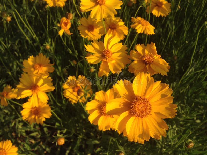 Happy Yellow Flowers stock photo. Image of wild, summer - 43701372