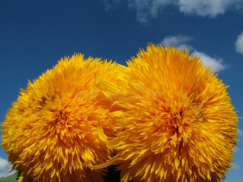 Happy Yellow Desert Flowers Stock Image - Image of yellow, sand: 218467951