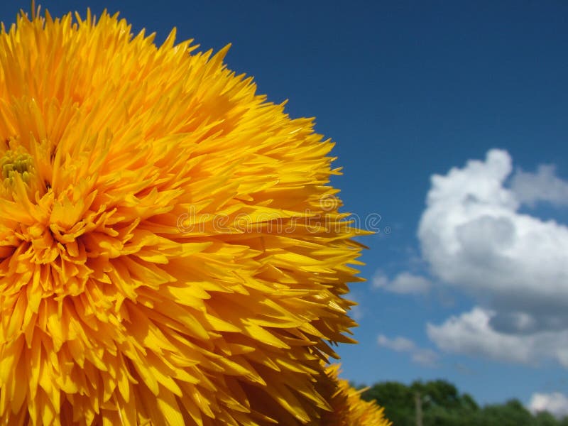 Happy Yellow Desert Flowers Stock Image - Image of yellow, sand: 218467951