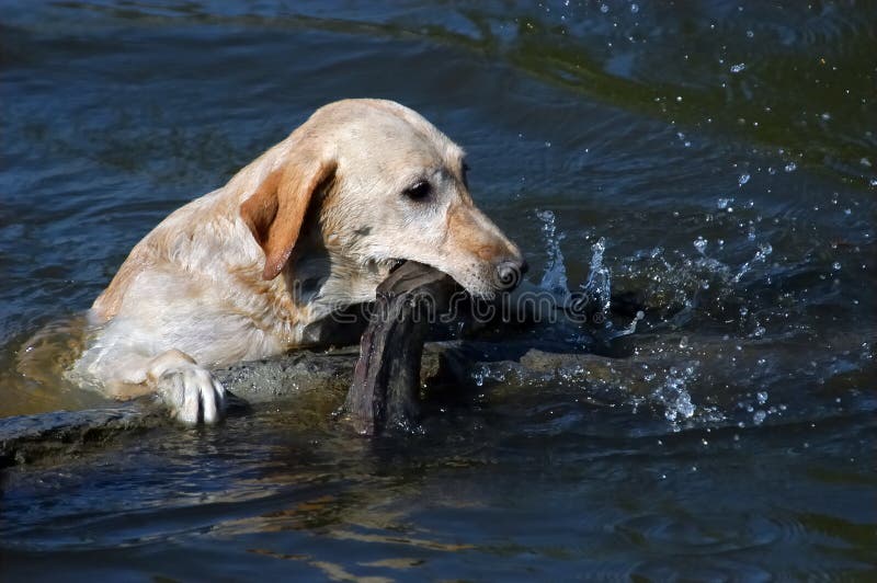 Happy Yellow Labrador Dog Swimming in the Water Stock Photo - Image of ...