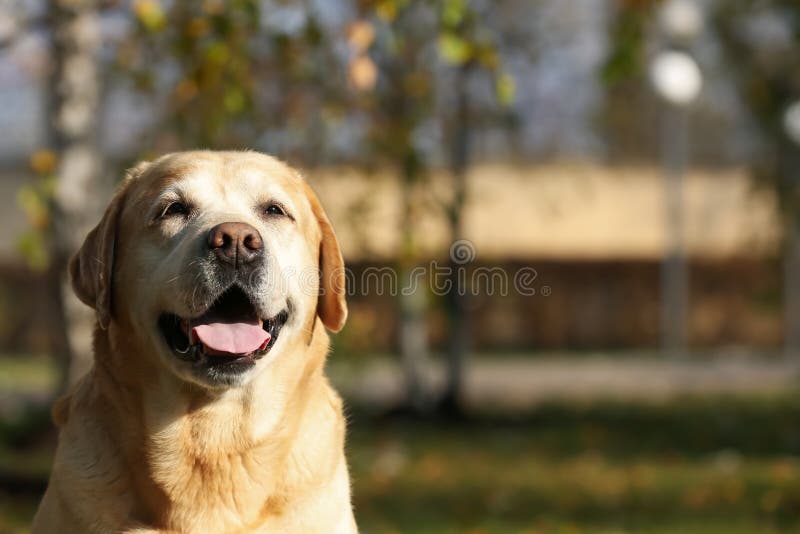 Happy Yellow Labrador in Park on Sunny Day. Space for Text Stock Image ...