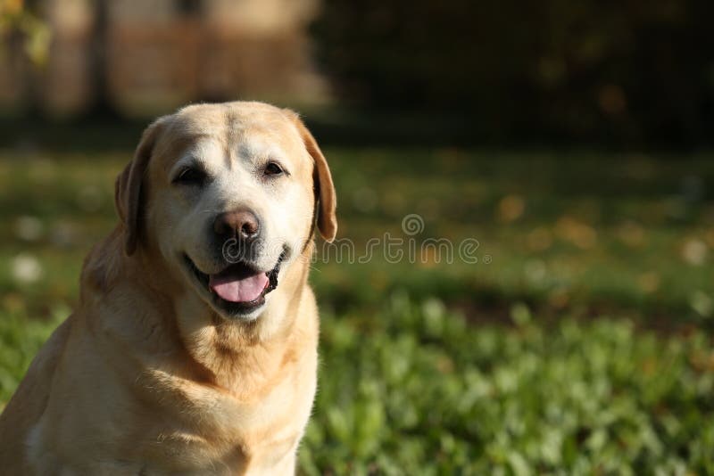 Happy Yellow Labrador in Park on Sunny Day. Space for Text Stock Photo ...