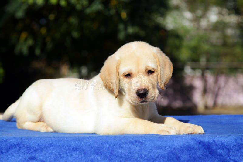 Happy Yellow Labrador Puppy Stock Photo - Image of puppy, labrador ...