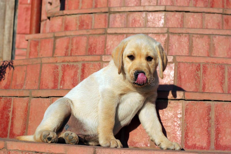 Happy Yellow Labrador Puppy Portrait Stock Photo - Image of puppy ...