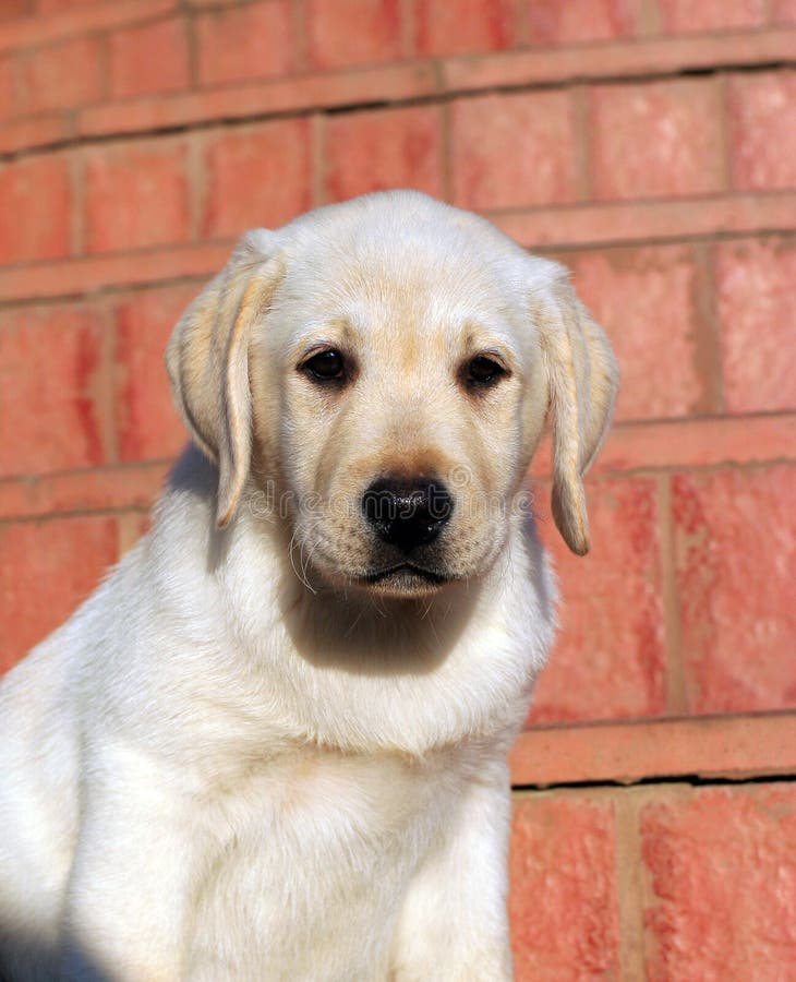 Happy Yellow Labrador Puppy Stock Image - Image of retriever, pale ...