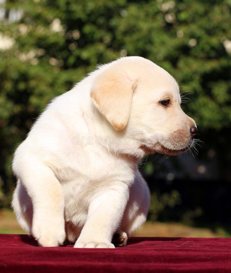 Happy Yellow Labrador Puppy on Red Stock Image - Image of labrador ...