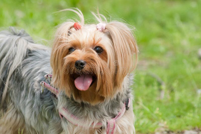 Happy Yorkie stock image. Image of terrier, hairstyles - 45302593