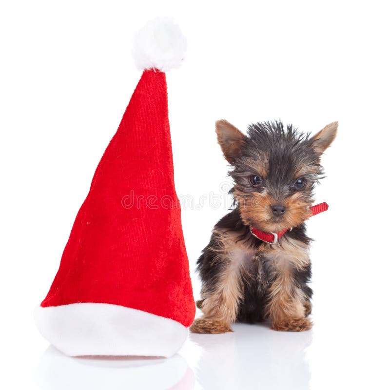 Happy yorkie toy stock photo. Image of canine, holiday - 21617476