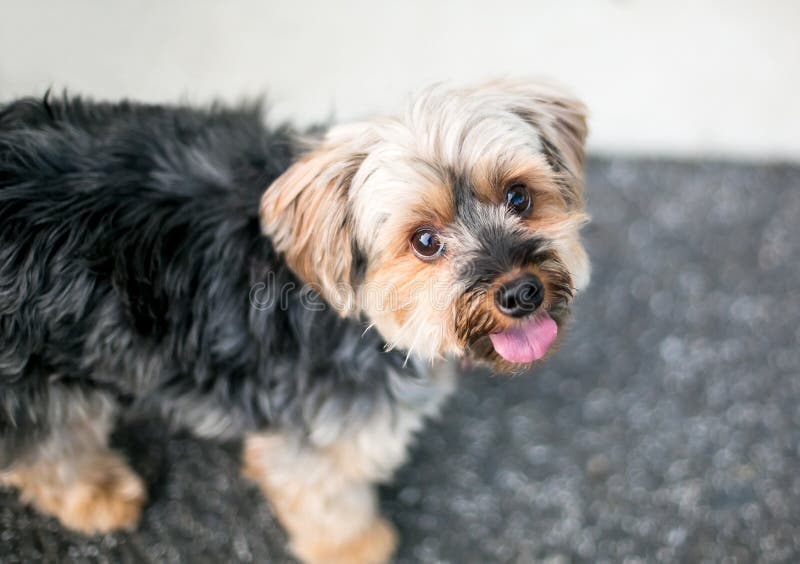 A Happy Yorkshire Terrier Mixed Breed Dog Stock Photo - Image of look ...