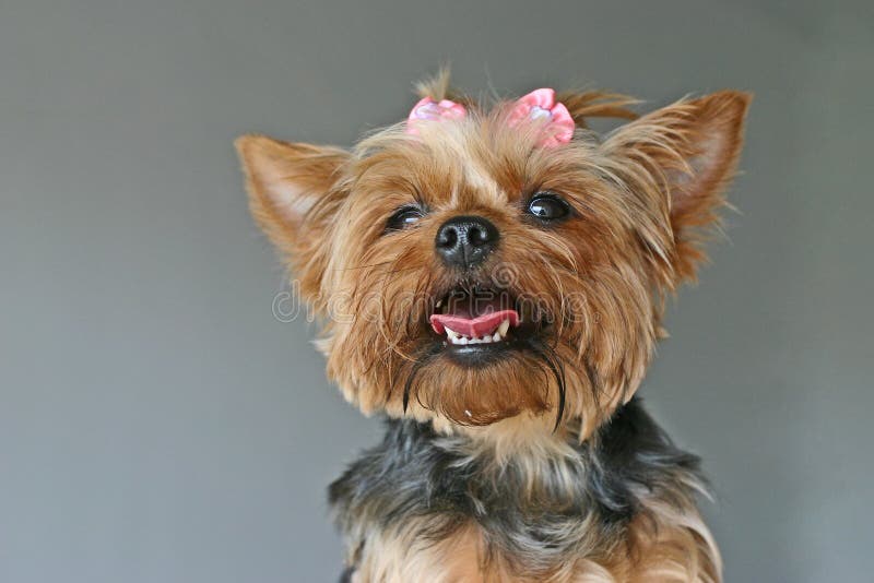 Happy Yorkshire Terrier Portrait Stock Photo - Image of looking, puppy ...