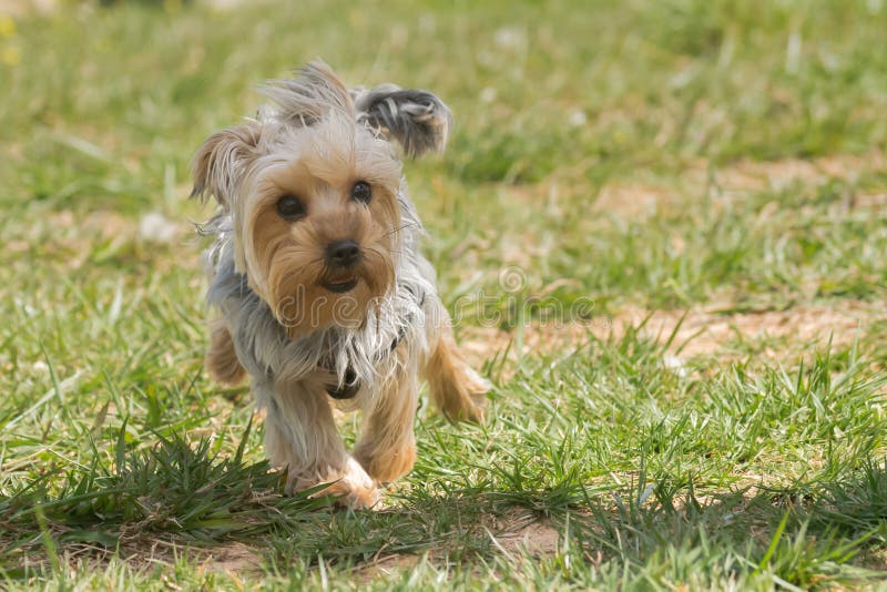 Yorkshire Terrier Jumping and Flying with it S Tongue Out. Stock Photo ...