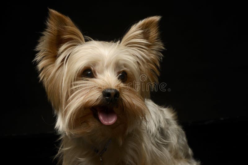 Happy Yorkshire Terrier Smiling in a Studio Shoot Stock Photo - Image ...