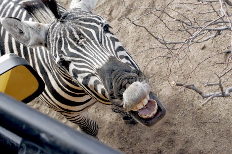 Happy Zebra stock image. Image of safari, laughing, happy - 949309
