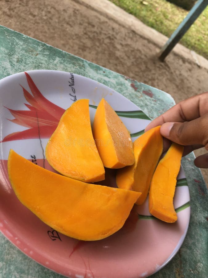 Hapus Mango Hanging on Branch of Tree. Maharashtra-India. Stock Photo ...