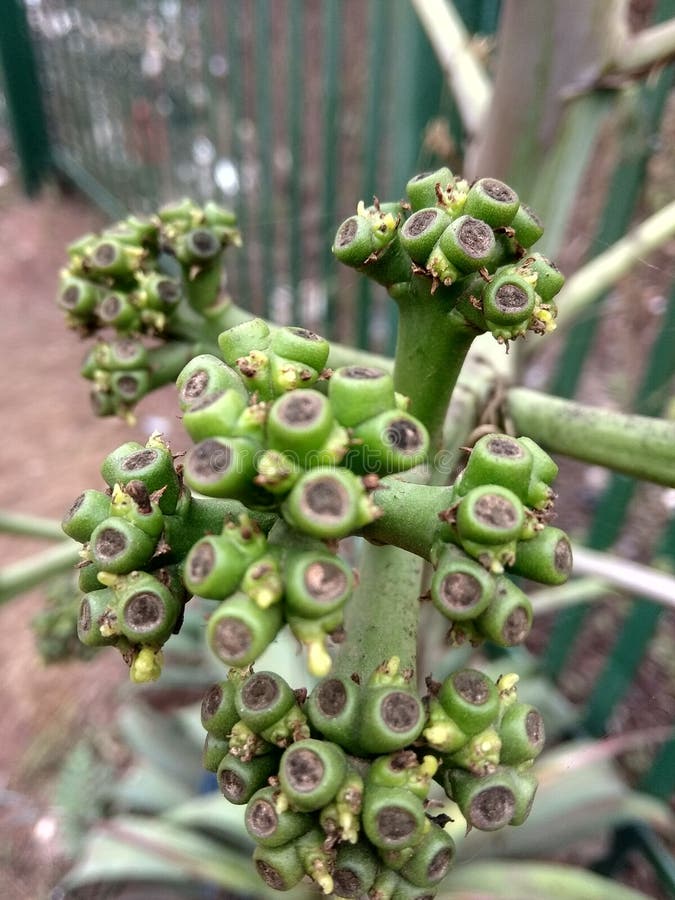 Hara bhara stock photo. Image of bhara, workshop, satna - 169274018