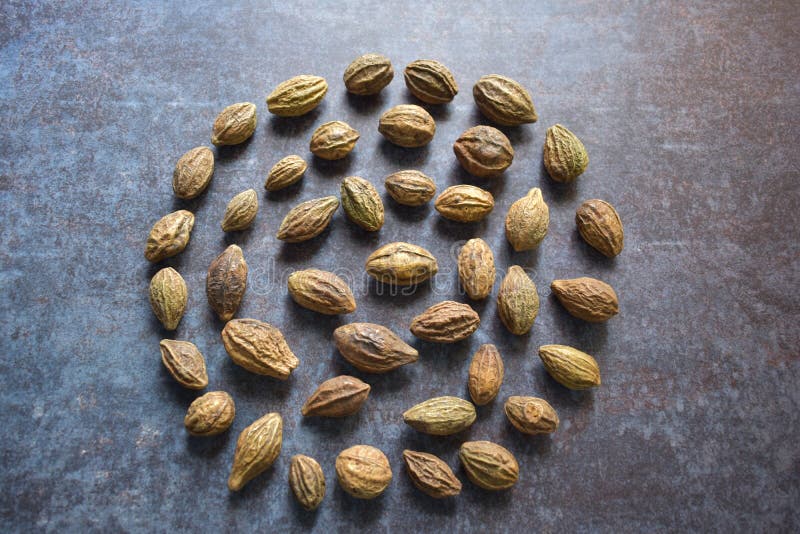 Harad Seed Stock Photos - Free & Royalty-Free Stock Photos from Dreamstime