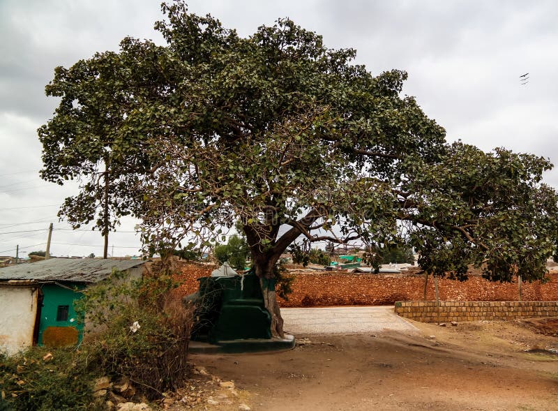 Harar Tree Mosque in Jugol Old City, Harar, Ethiopia Stock Image ...