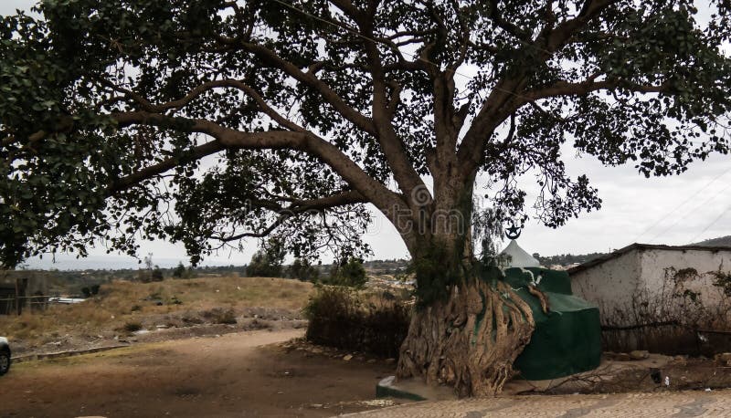 Harar Tree Mosque in Jugol Old City, Harar, Ethiopia Stock Image ...
